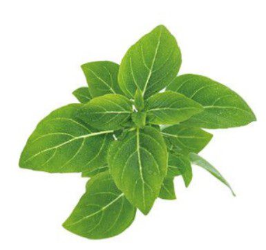 Greek Dwarf Basil — Heirloom Farms