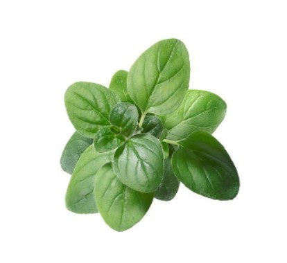 Oregano — Heirloom Farms