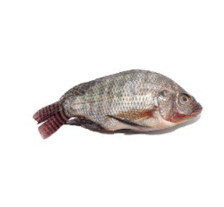 Tilapia Fish — Heirloom Farms